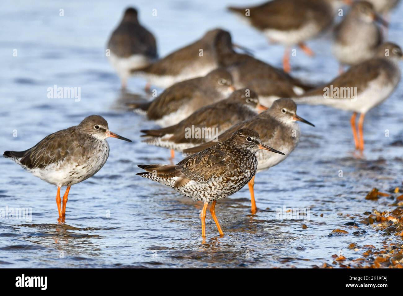 Common redshank, tringa totanus Stock Photo - Alamy