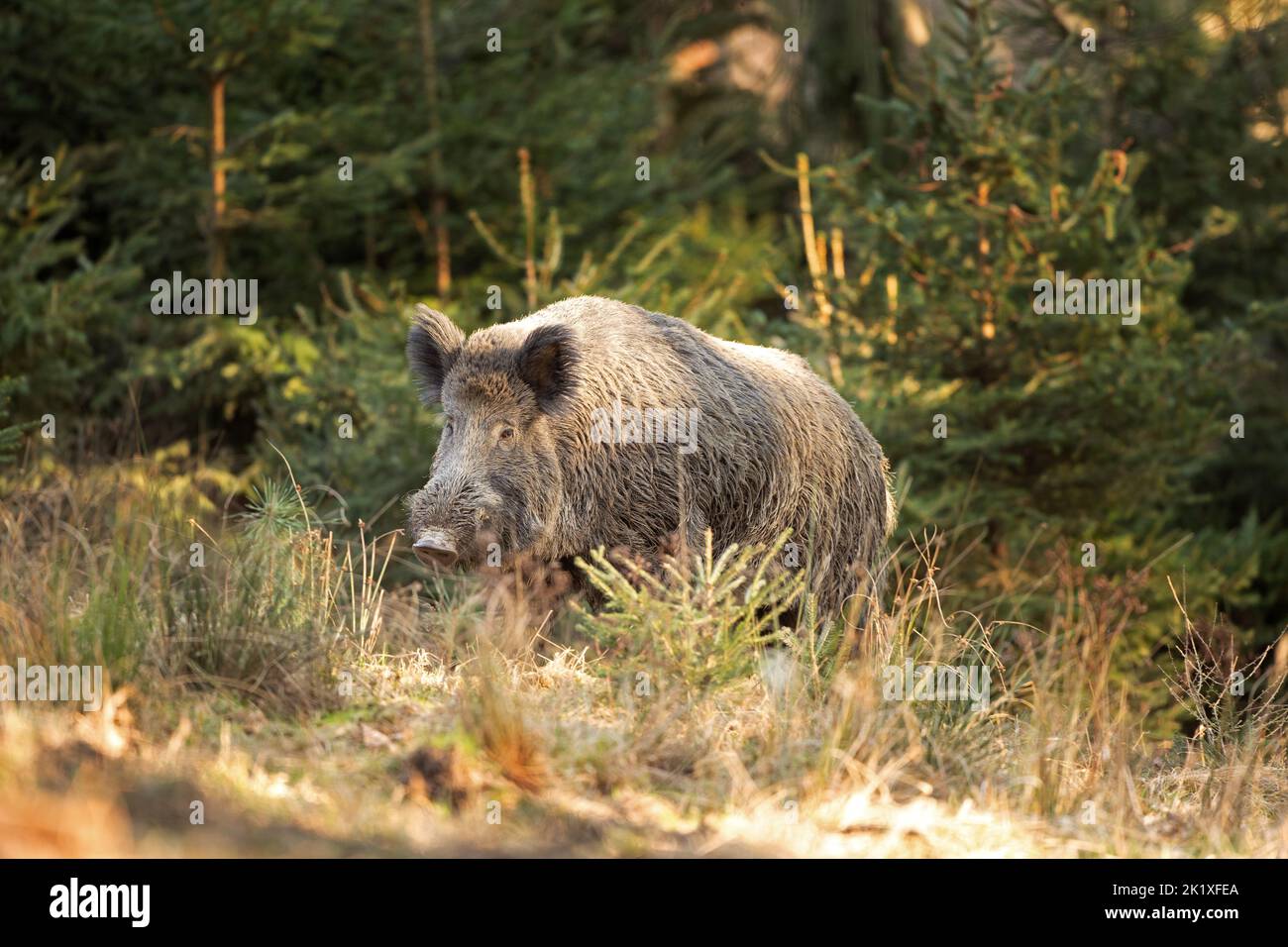 wild boar, spring behavior, Europe nature, mammal life, Life in the ...