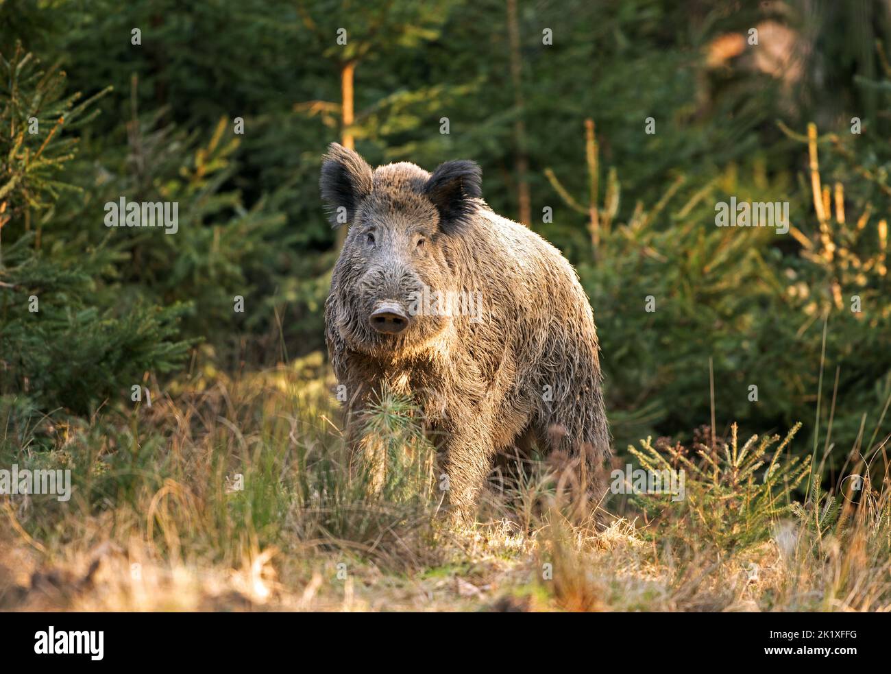 wild boar, spring behavior, Europe nature, mammal life, Life in the ...