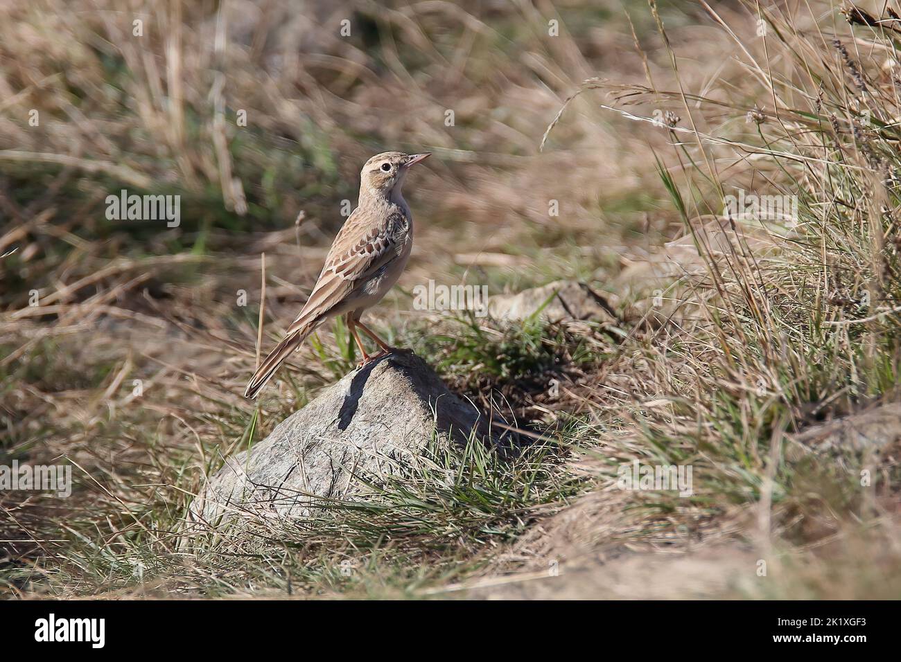 Birdwatching: Calandro, Anthus campestris, Tawny pipit Stock Photo - Alamy