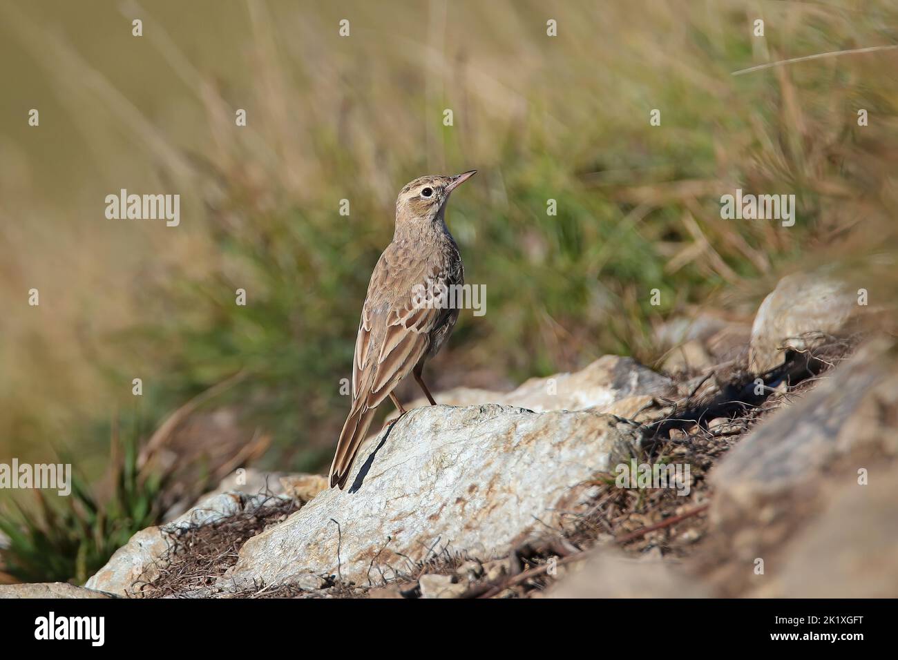 Birdwatching: Calandro, Anthus campestris, Tawny pipit Stock Photo - Alamy