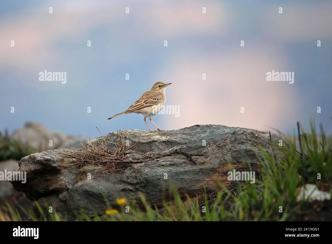 Birdwatching: Calandro, Anthus campestris, Tawny pipit Stock Photo - Alamy