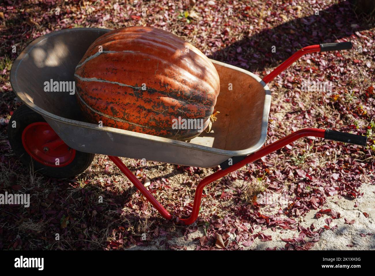 Giant orange pumpkin in a wheelbarrow for transportation Stock Photo ...