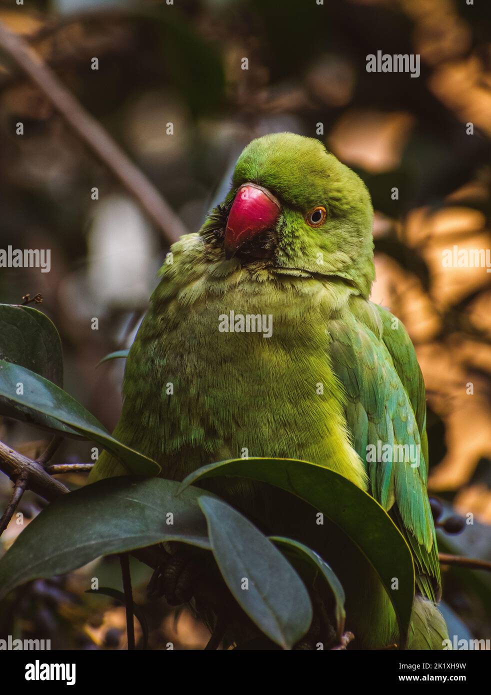 A closeup of green Psittacula krameri parrot isolated in green nature ...