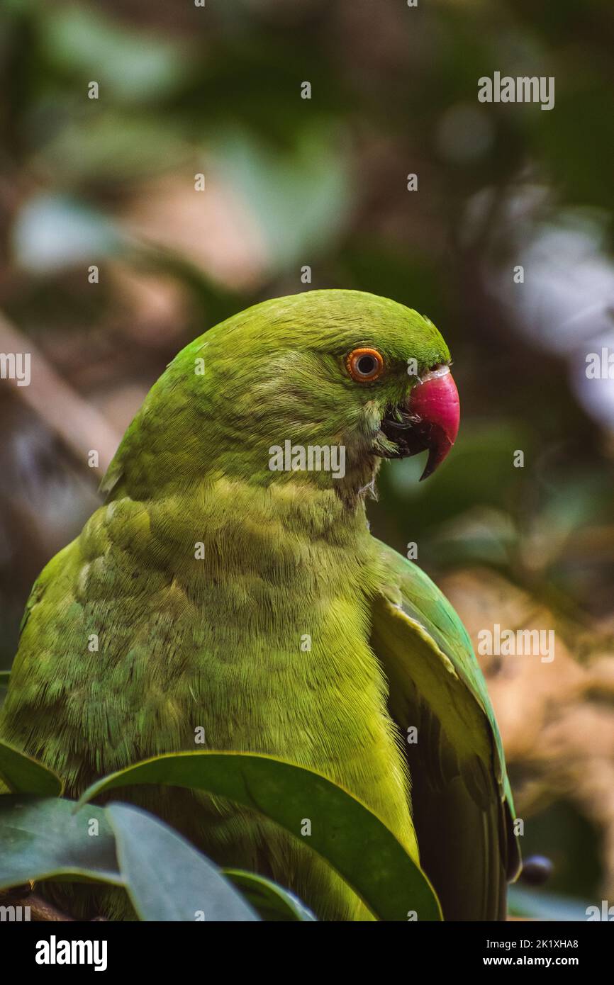 A closeup of green Psittacula krameri parrot isolated in green nature ...