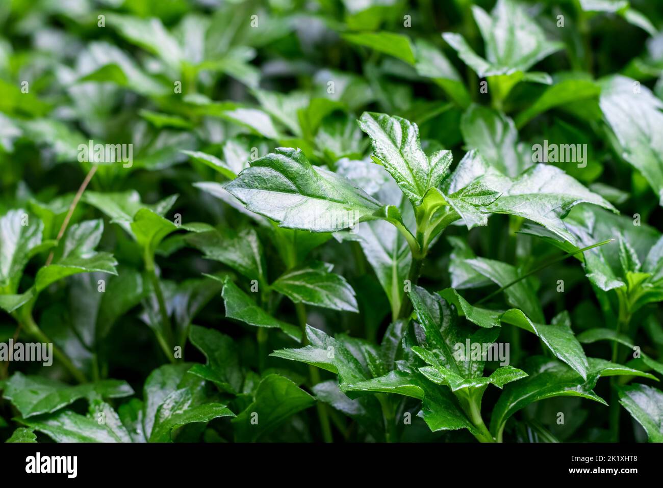 Selective focus on green leaves with plants Stock Photo - Alamy