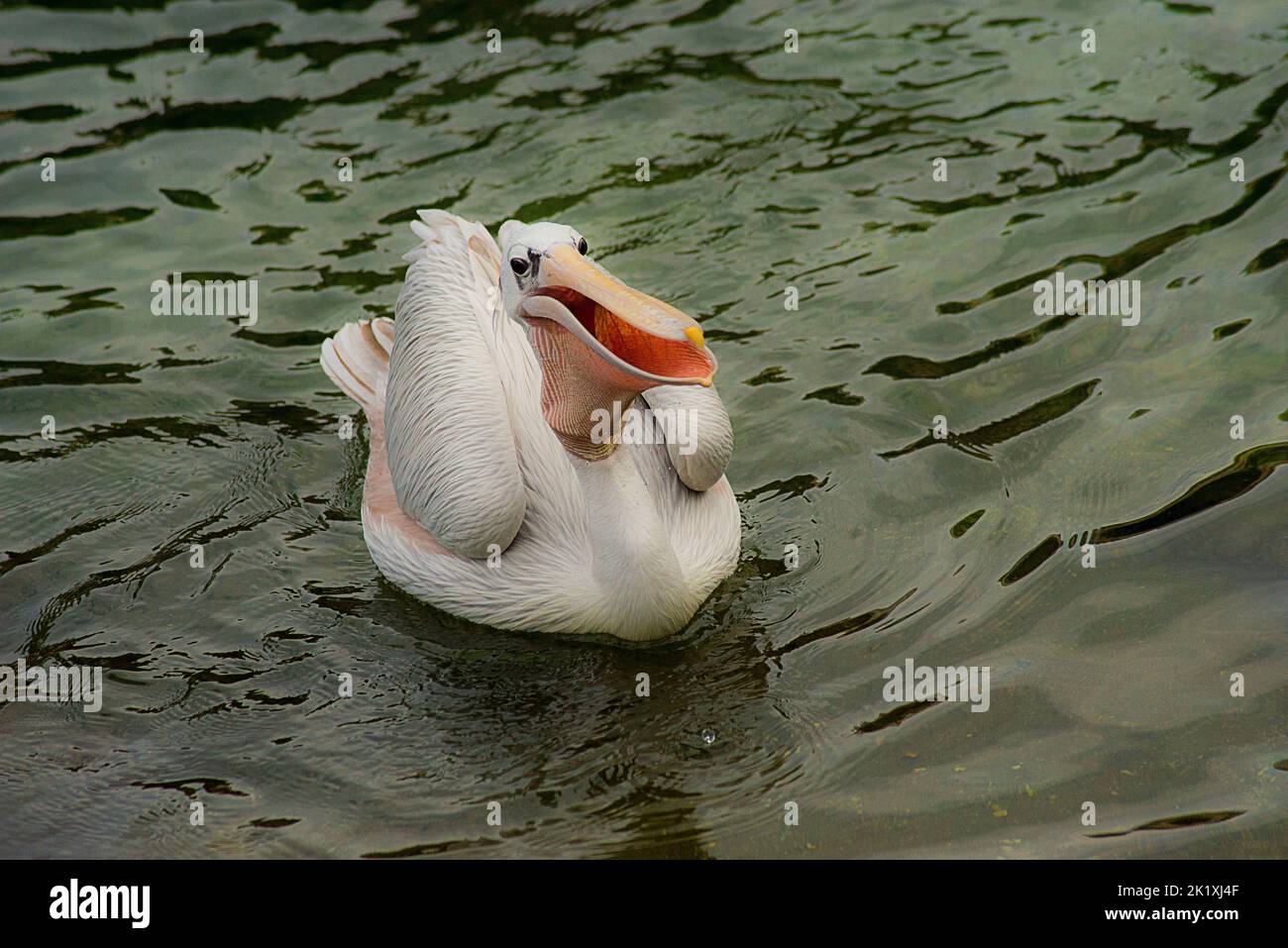 Pelican open mouth hi-res stock photography and images - Alamy