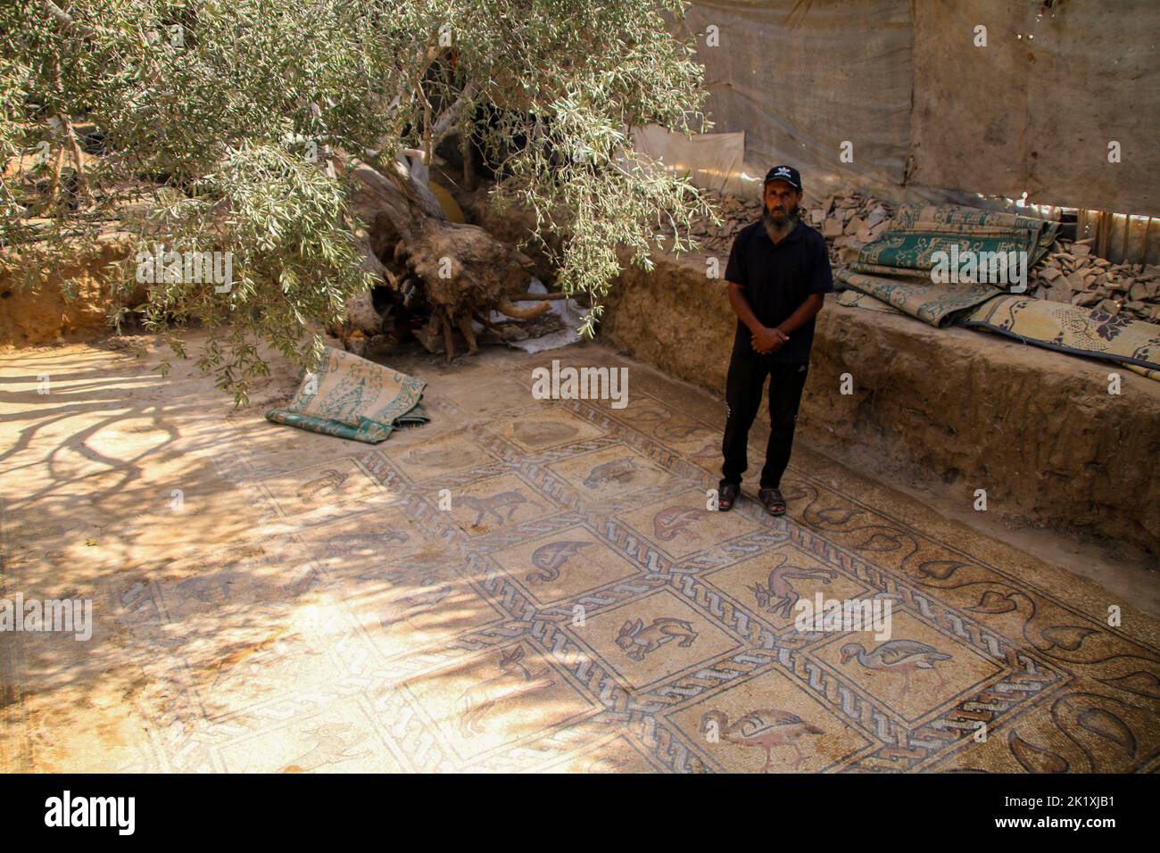 Palestine: Gaza, Palestine. 19 September 2022. Palestinian farmer ...