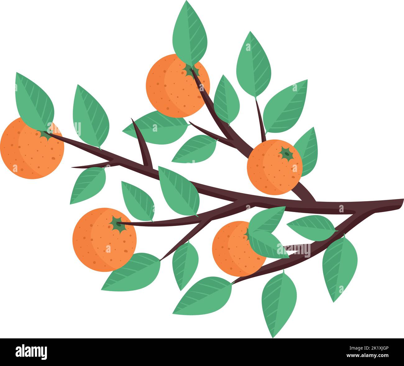 tree branch with oranges Stock Vector Image & Art - Alamy