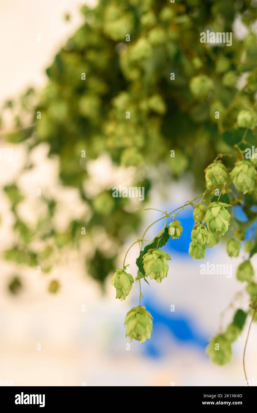 A vertical closeup of Humulus lupulus, the common hop Stock Photo - Alamy