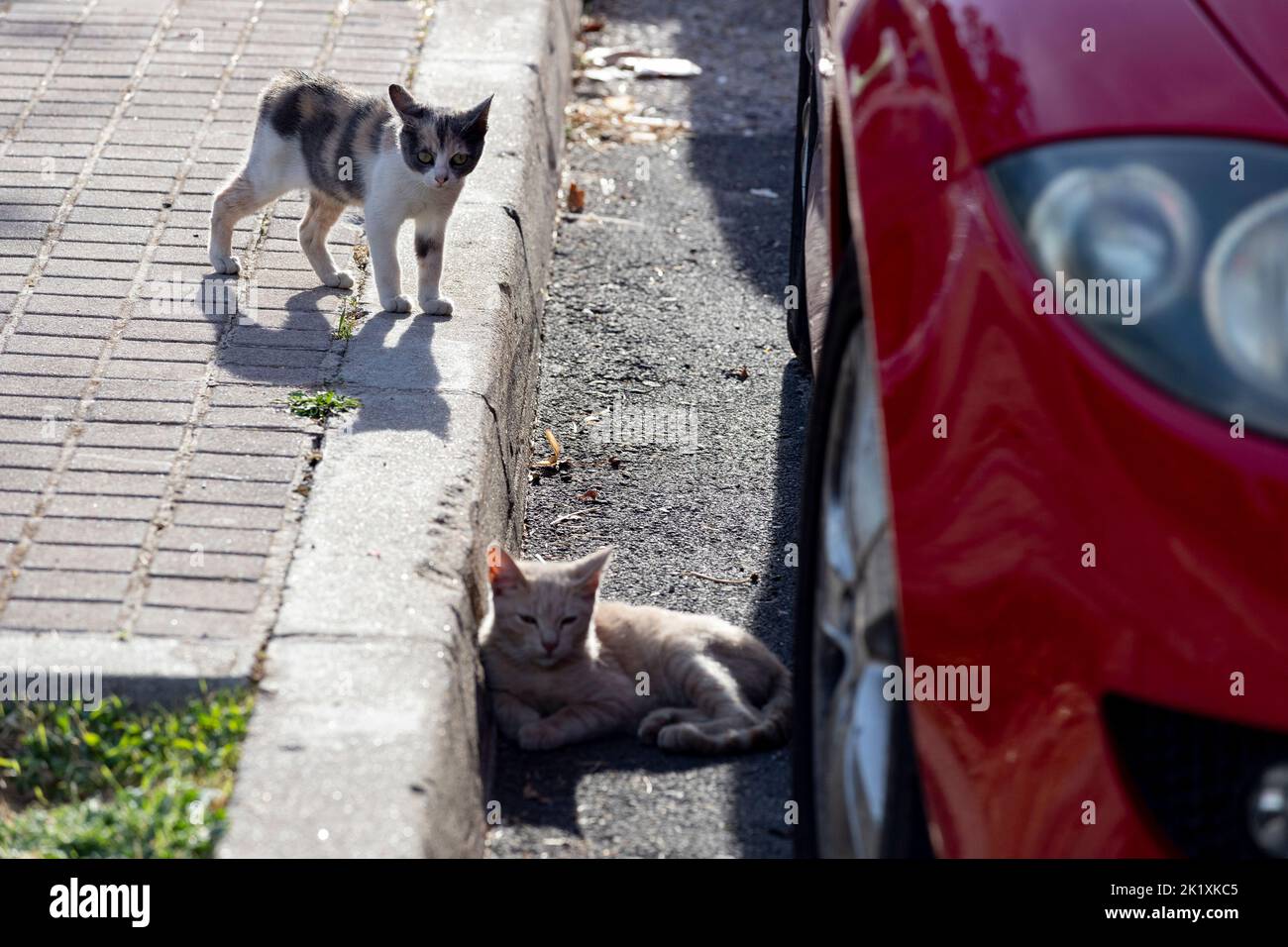 Cat walking streets hi-res stock photography and images - Alamy