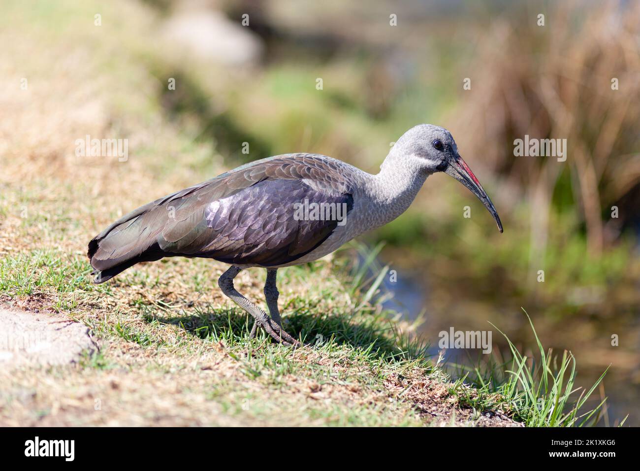 Ibis dam hi-res stock photography and images - Alamy