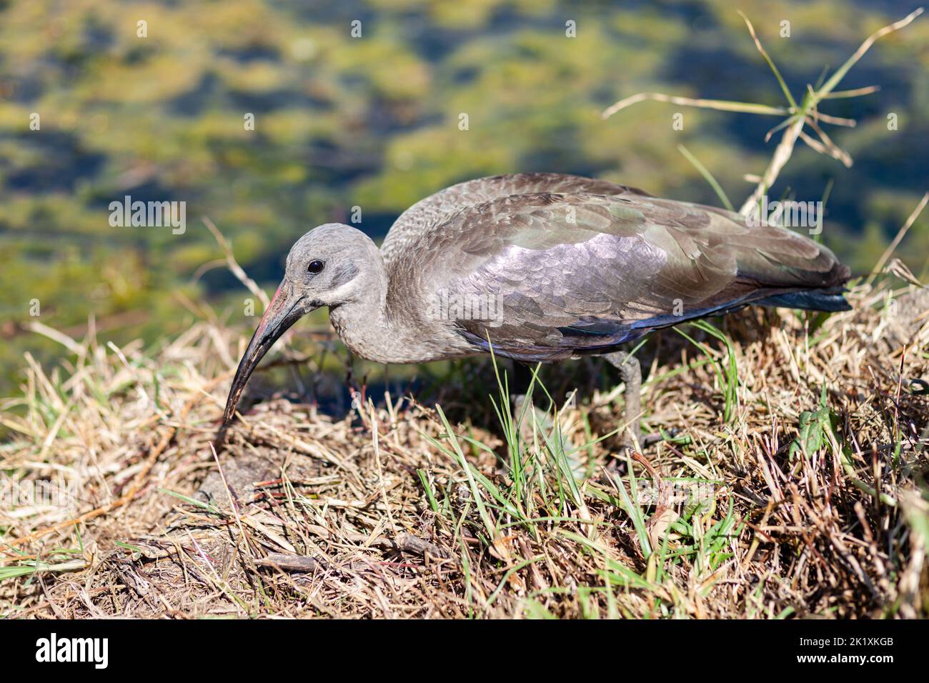 Hadada ibis africa hi-res stock photography and images - Alamy