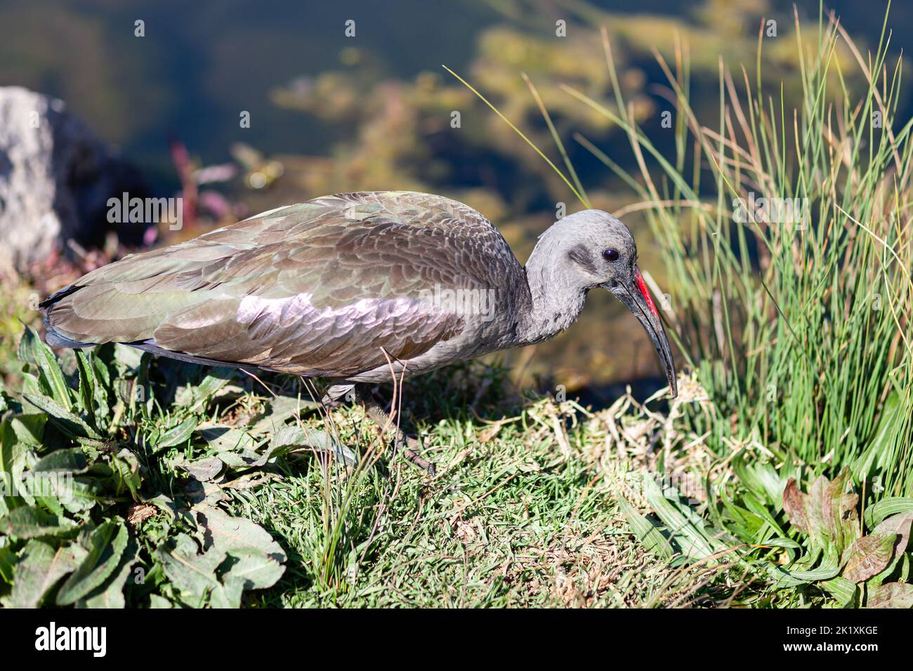 Hadeda hi-res stock photography and images - Alamy