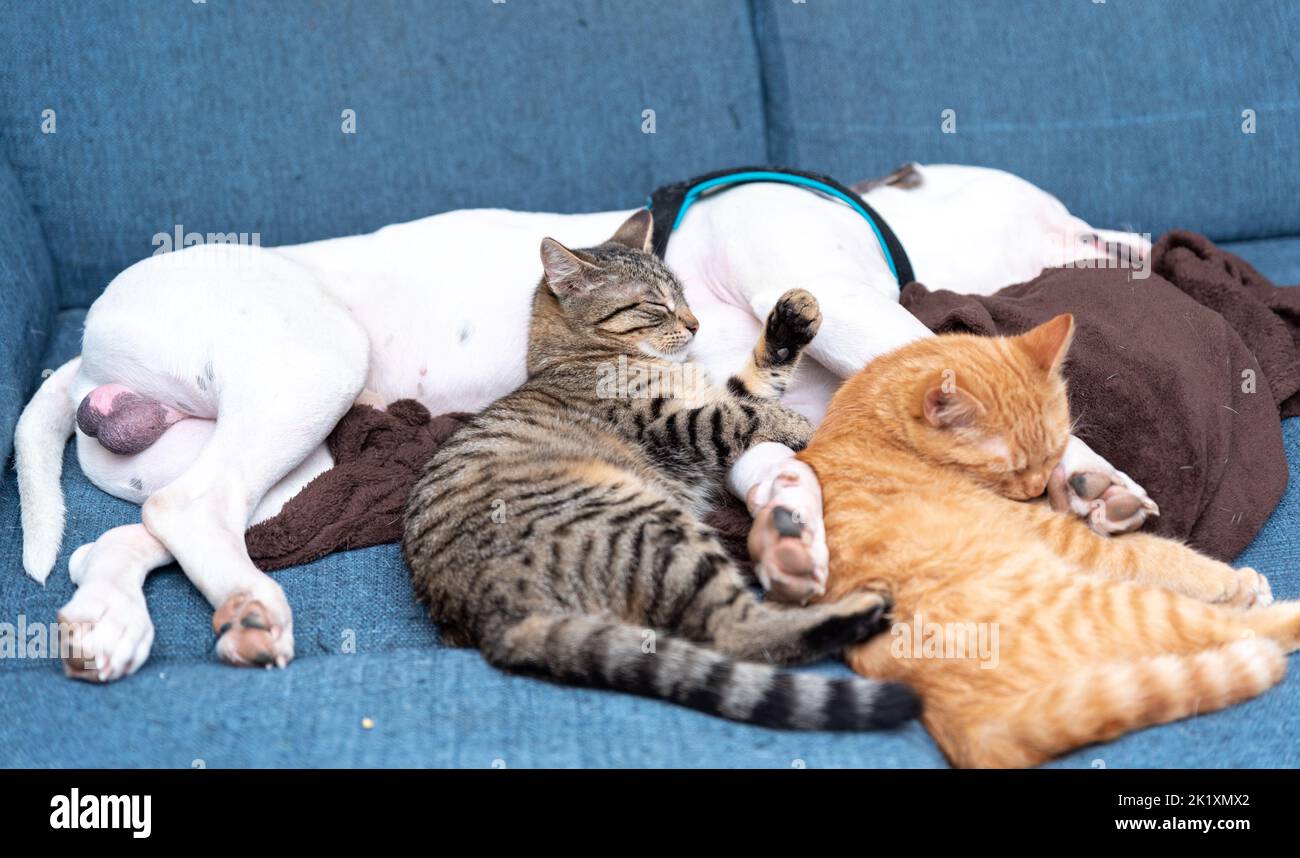 Two cats and a dog on the sofa. Dog and cats sleeping together Stock ...