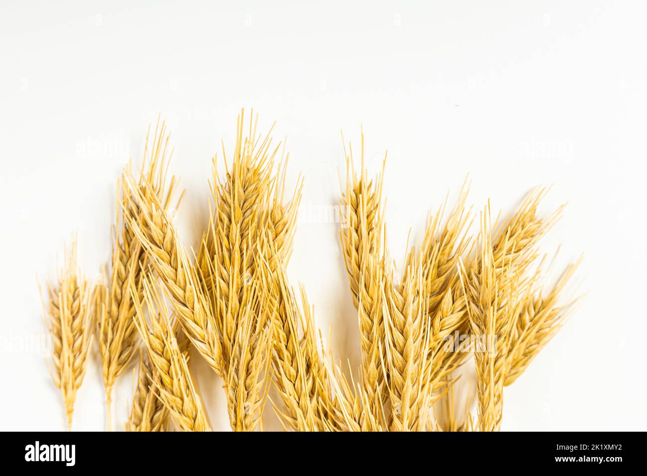 Weat seeds hi-res stock photography and images - Alamy