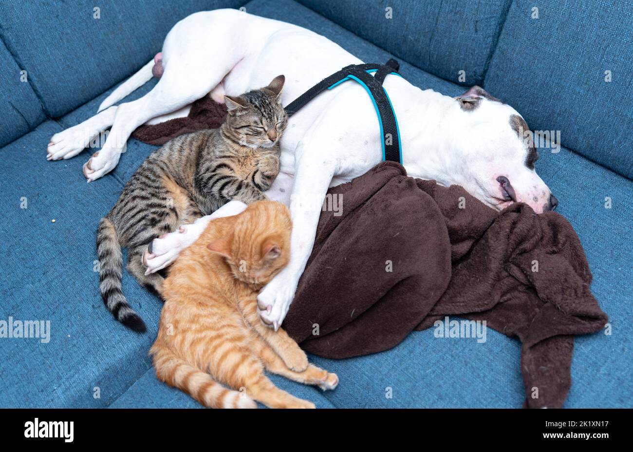 Two cats and a dog on the sofa. Dog and cats sleeping together Stock ...