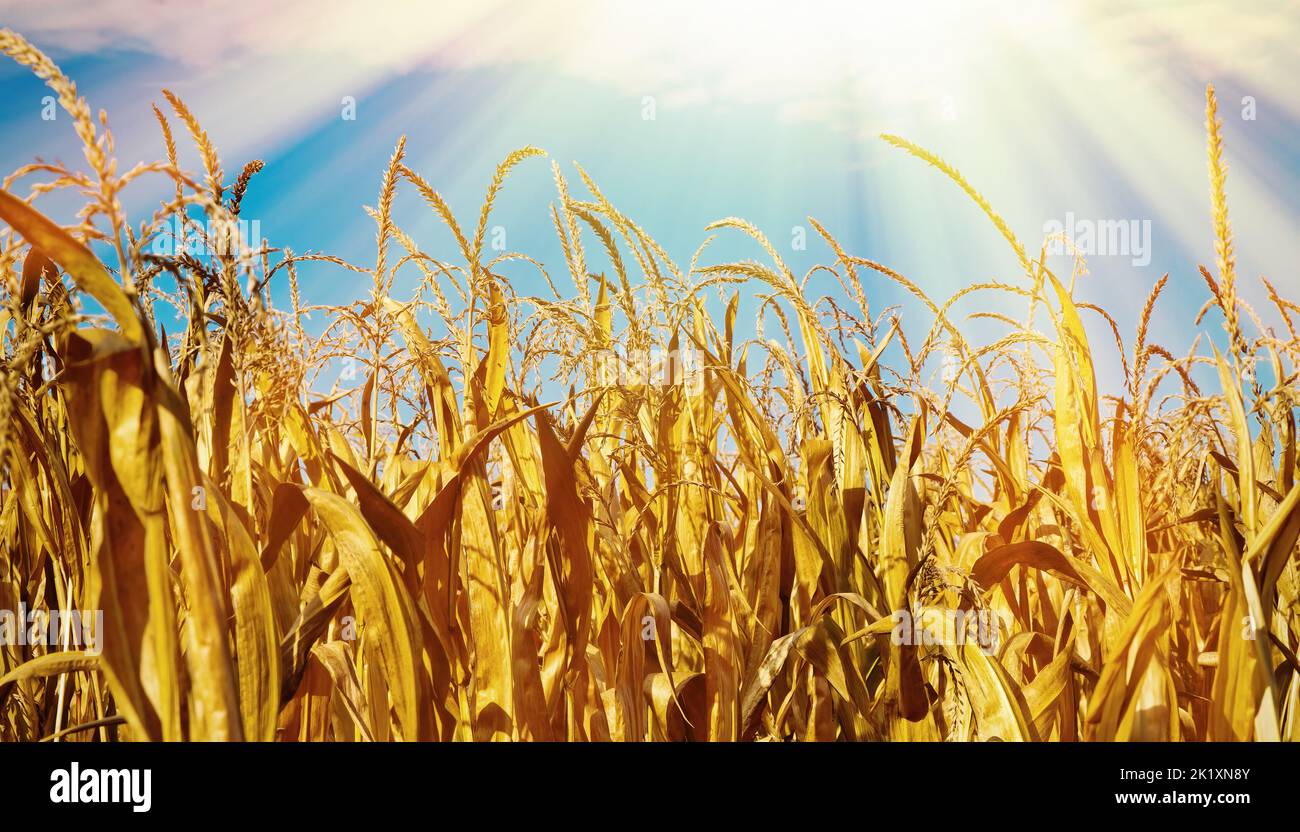 Hot sun on a cornfield Stock Photo - Alamy