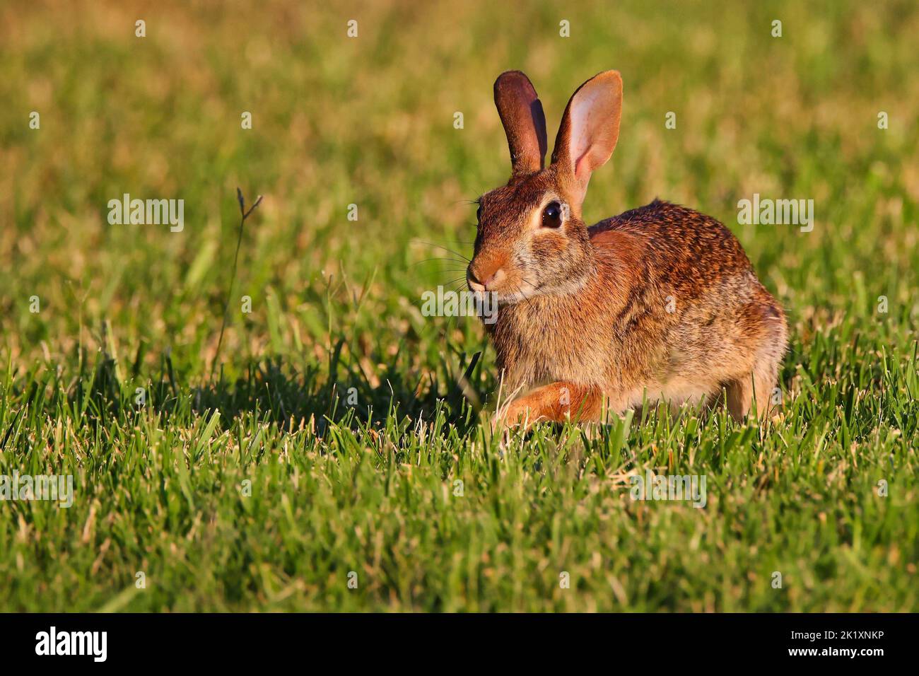 Rabbit swamp hi-res stock photography and images - Alamy