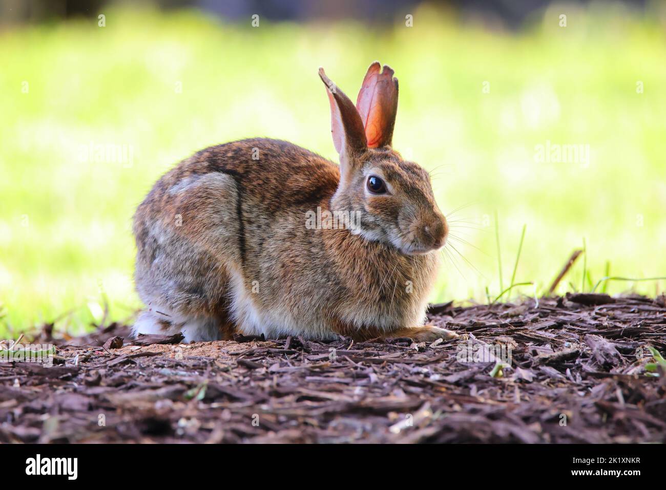 A shallow focus of a swamp rabbit sitting on a dry foliage in a forest ...