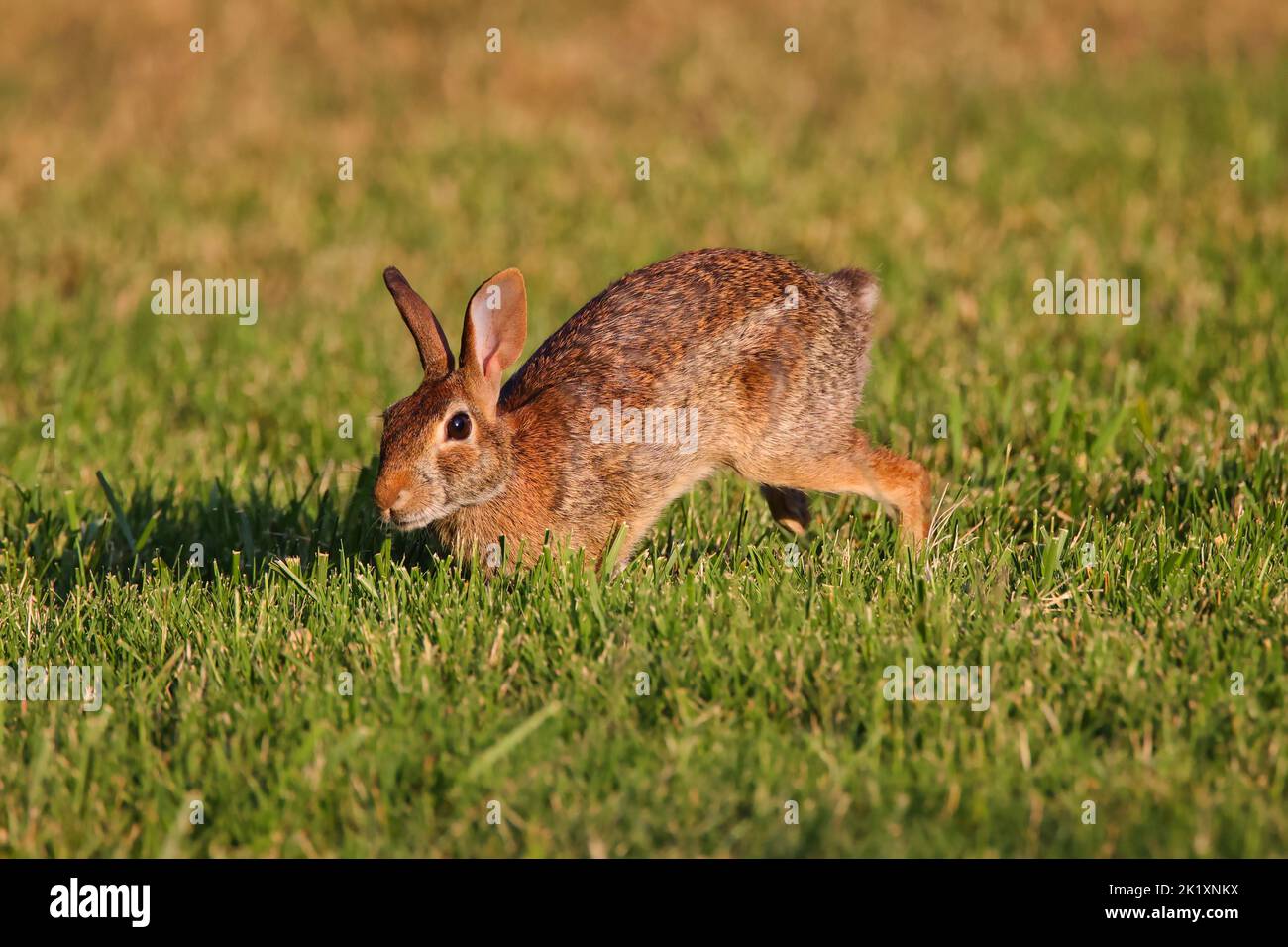 Rabbit swamp hi-res stock photography and images - Alamy