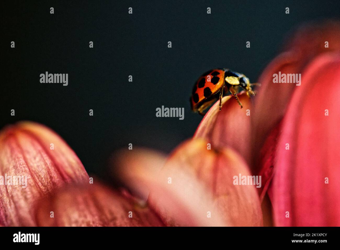 Ladybird crawling over petals hi-res stock photography and images - Alamy