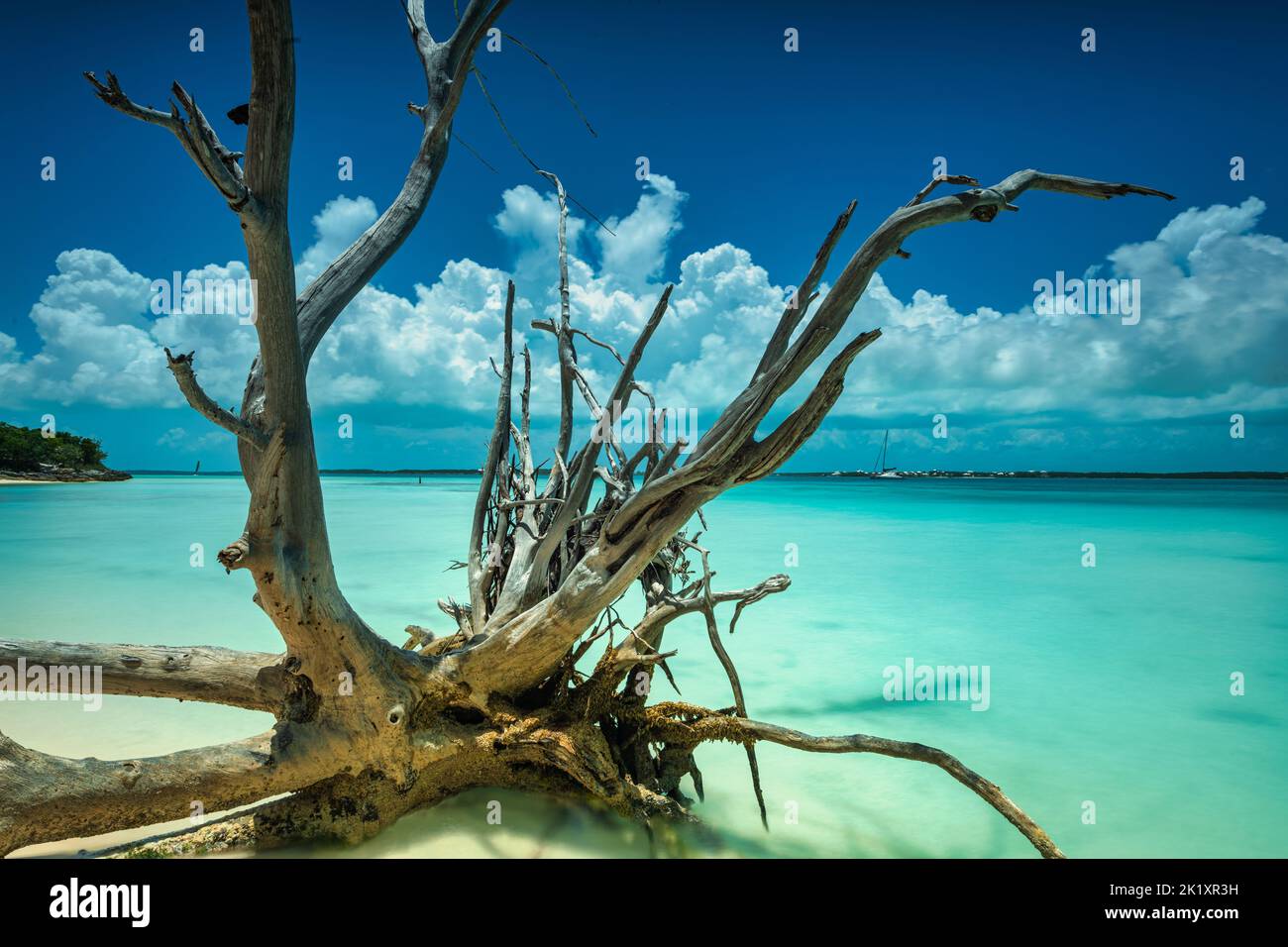 A large broken tree with sharp branches on a seashore Stock Photo - Alamy