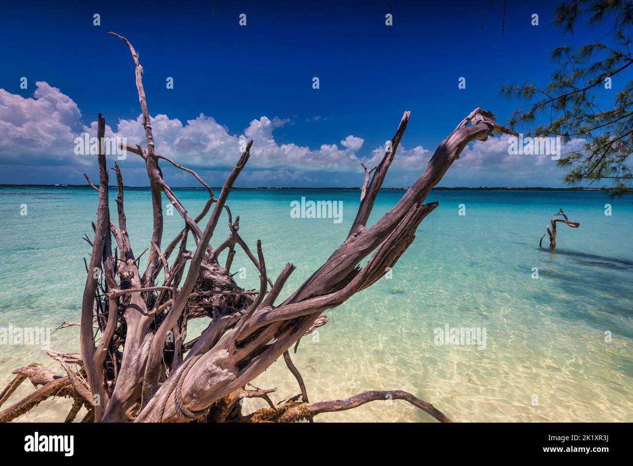 A large broken tree with sharp branches on a seashore Stock Photo - Alamy