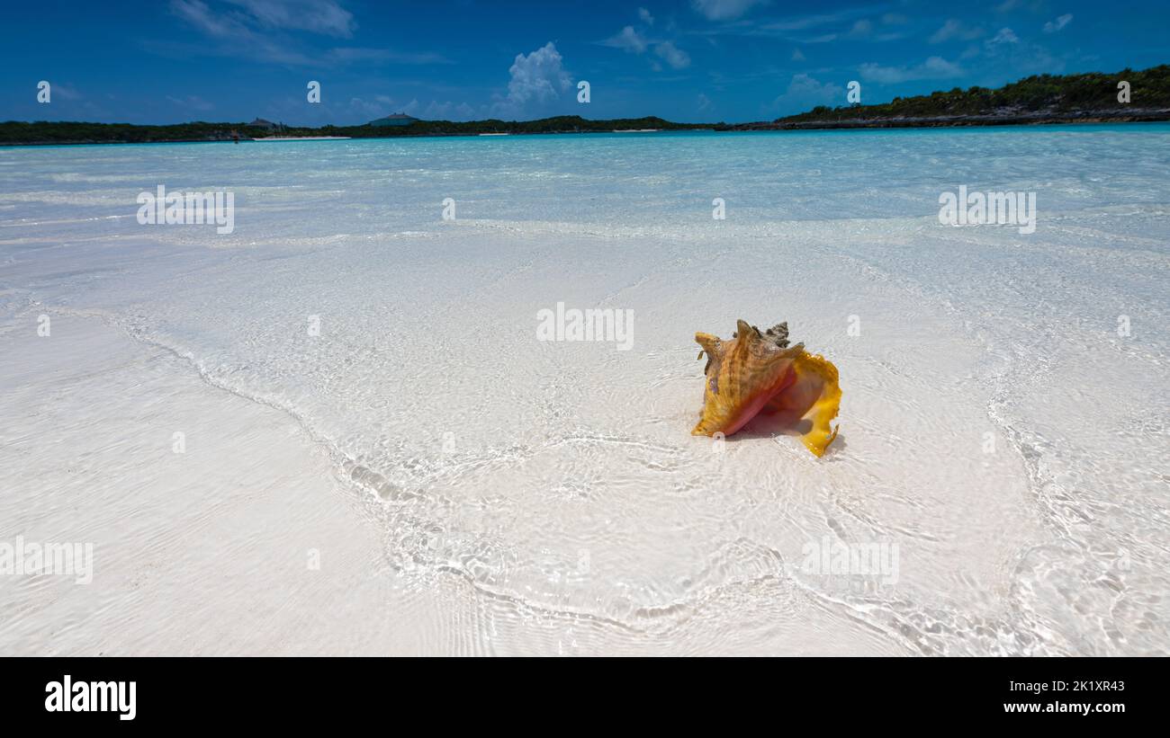 A large exotic conch shell on a sunny seashore with transparent water ...