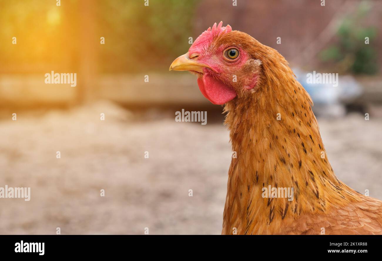 side view one free range organic eco courtyard village rural chicken ...