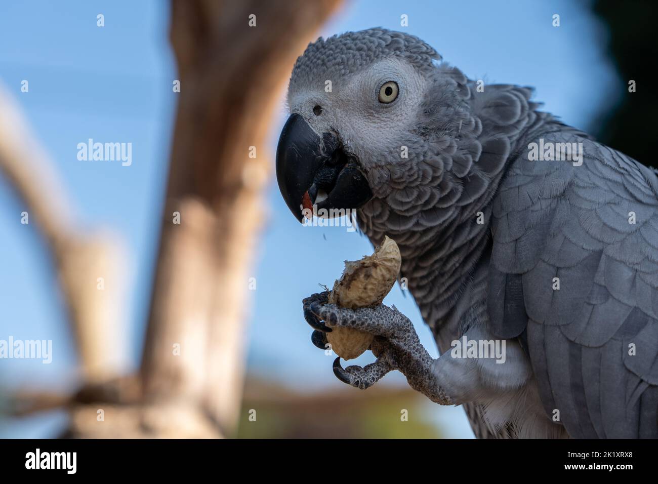 african grey parrot Stock Photo - Alamy