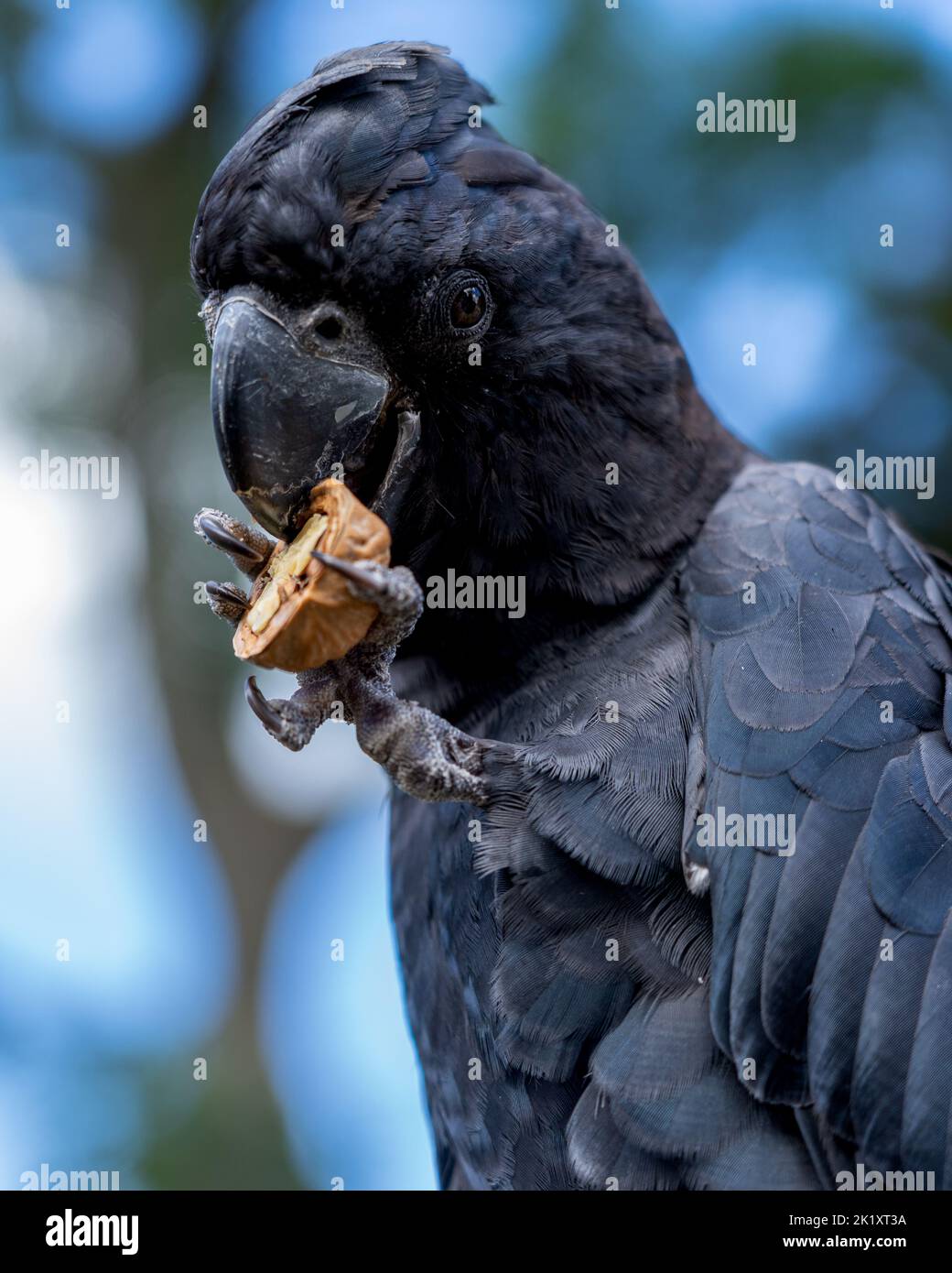 black parrot eating nut Stock Photo - Alamy