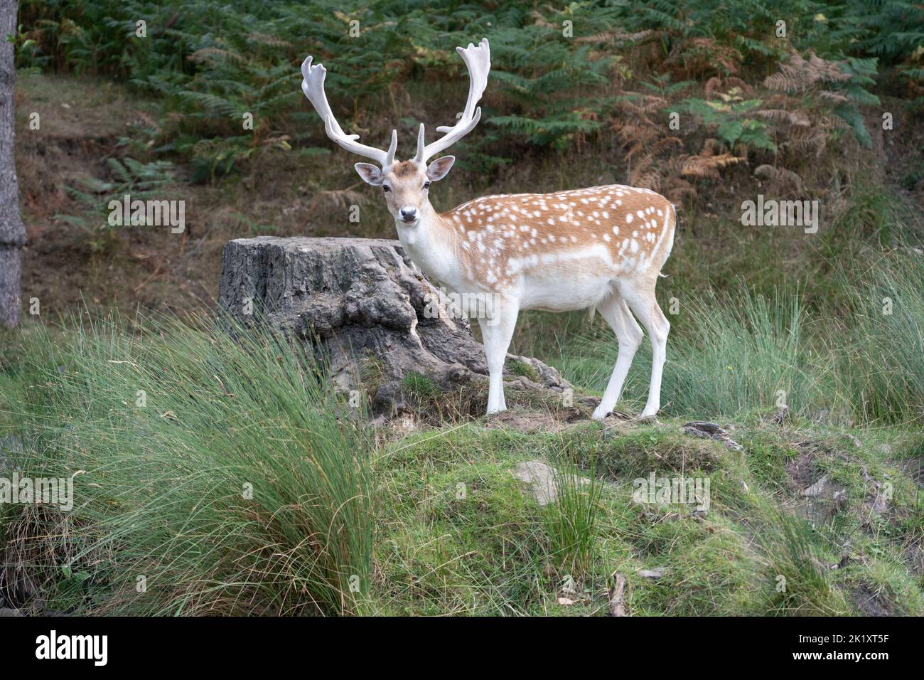 stag in park Stock Photo - Alamy