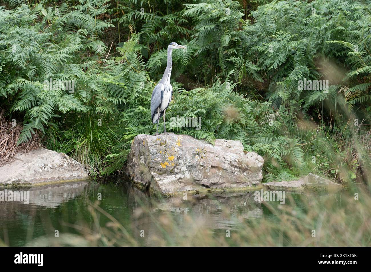 Heron on rock hi-res stock photography and images - Alamy