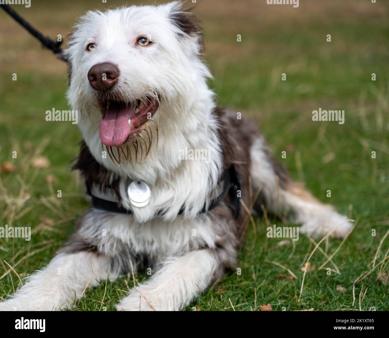 White German Shepherd Border Collie Mix