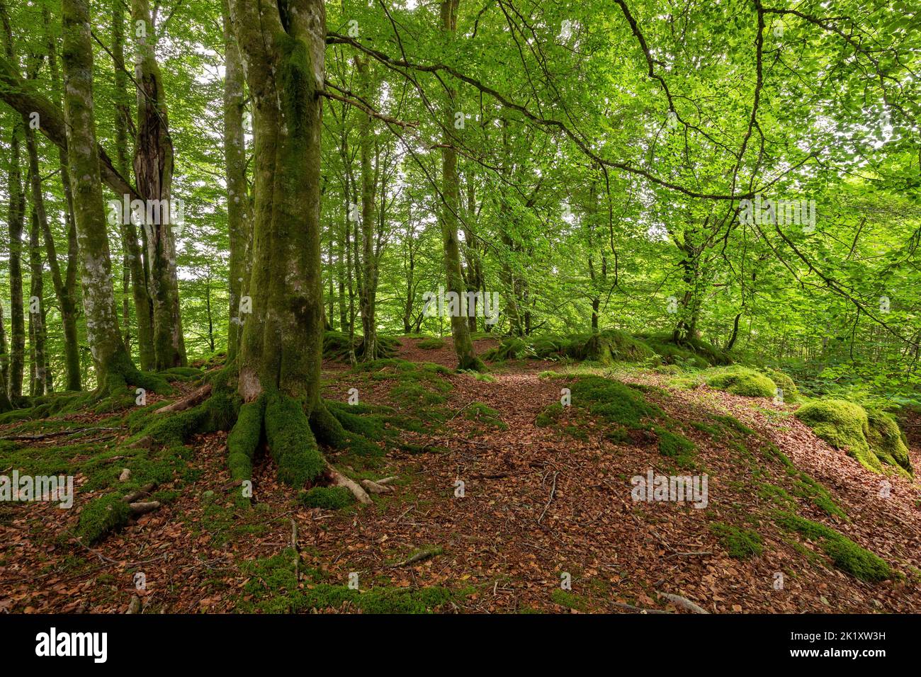 A forest landscape with mossy trees Stock Photo - Alamy