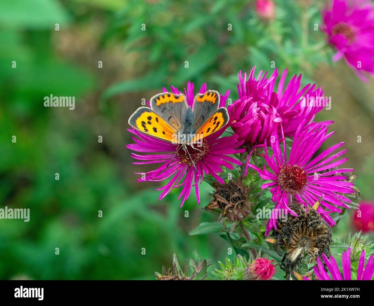 Lycaena phlaeas Small Copper Butterfly feeding on aster Stock Photo - Alamy