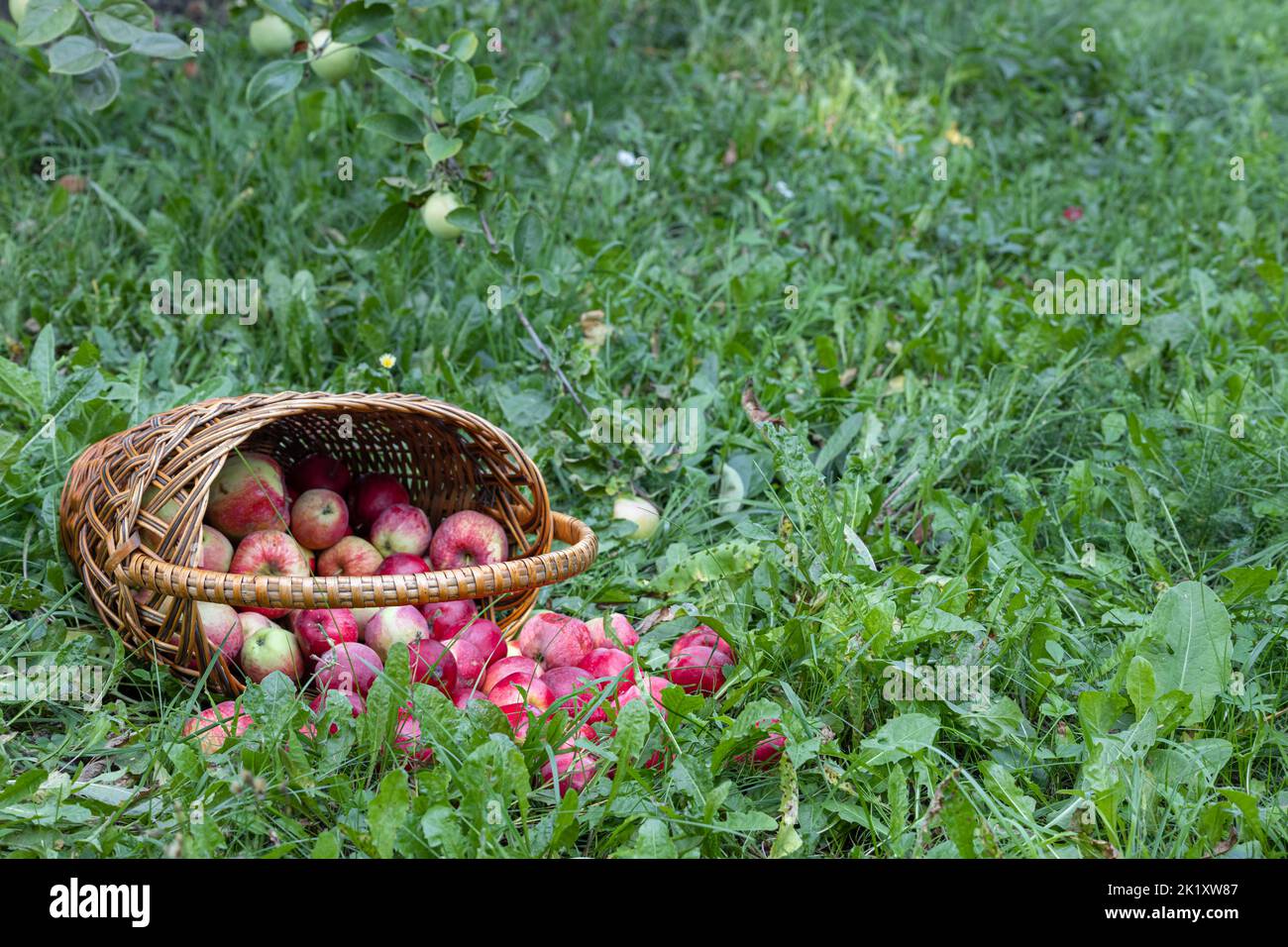 Girl carrying basket apples hi-res stock photography and images - Alamy