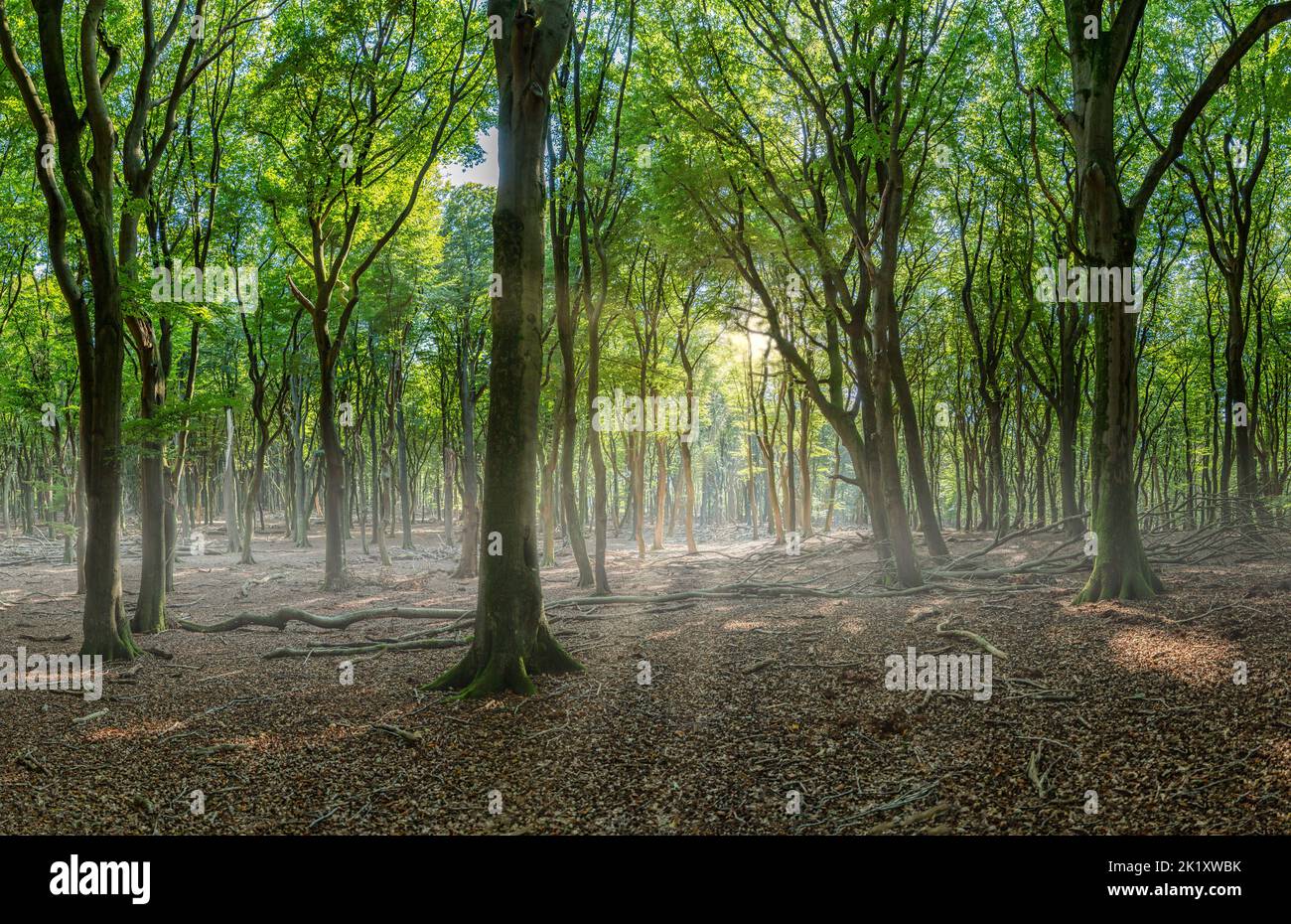 Royal forest hi-res stock photography and images - Alamy