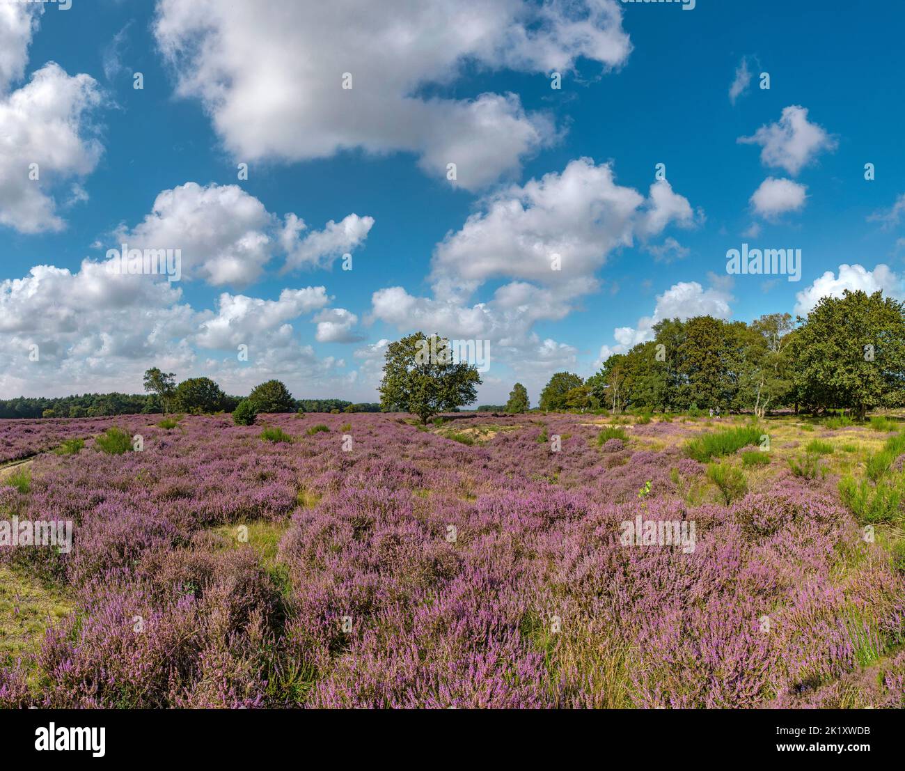 Heathland at the Natural area Westerheide Stock Photo - Alamy