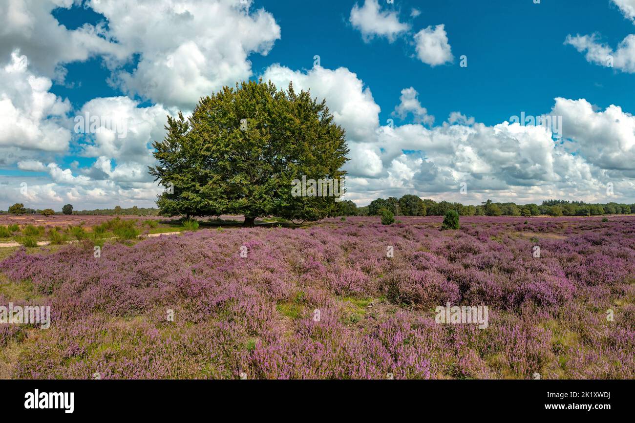 Heathland at the Natural area Westerheide Stock Photo - Alamy