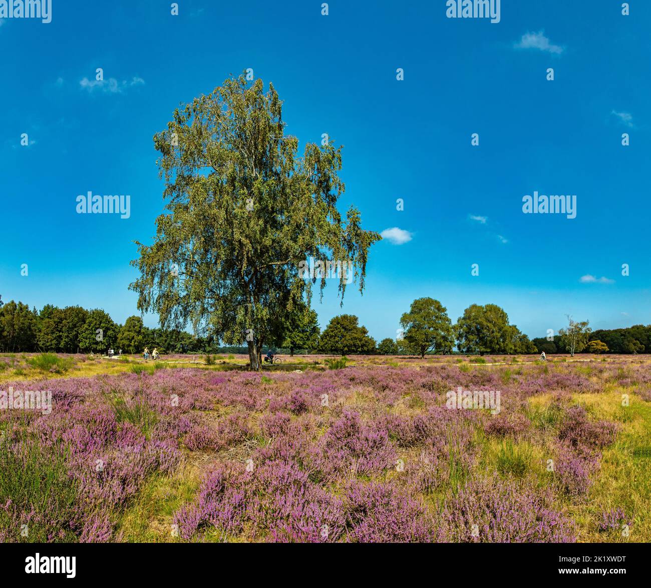 Heathland at the Natural area Westerheide Stock Photo - Alamy