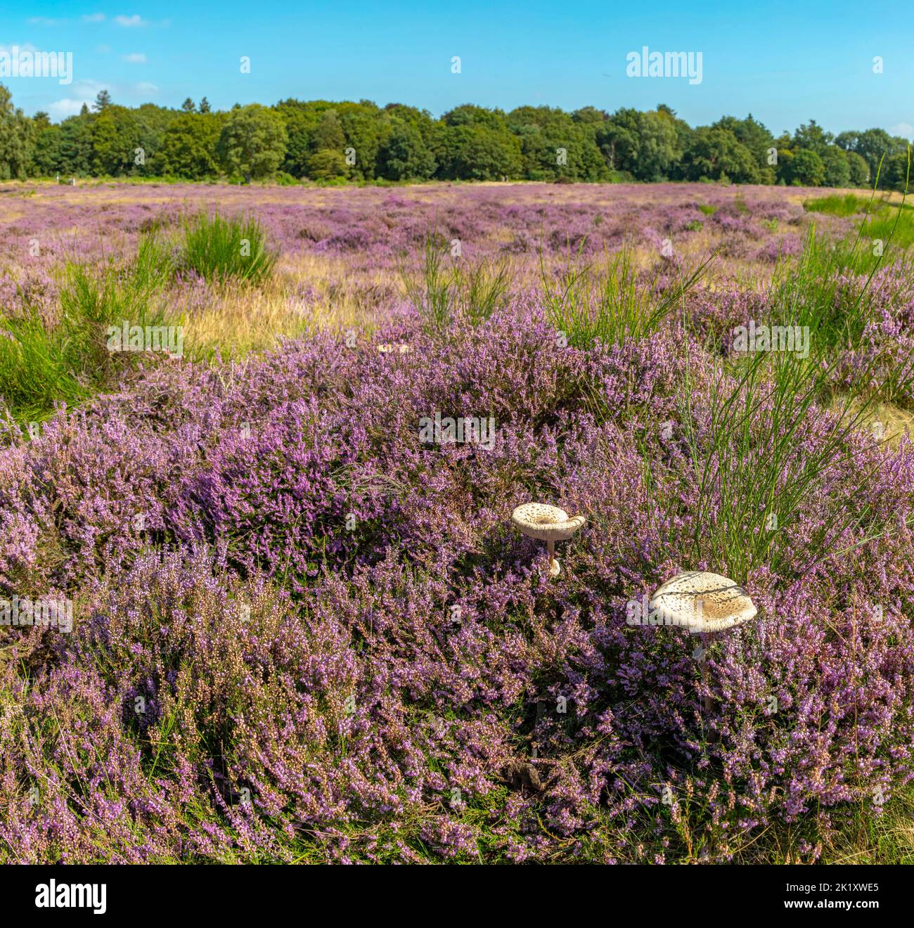 Heathland mushrooms hi-res stock photography and images - Alamy