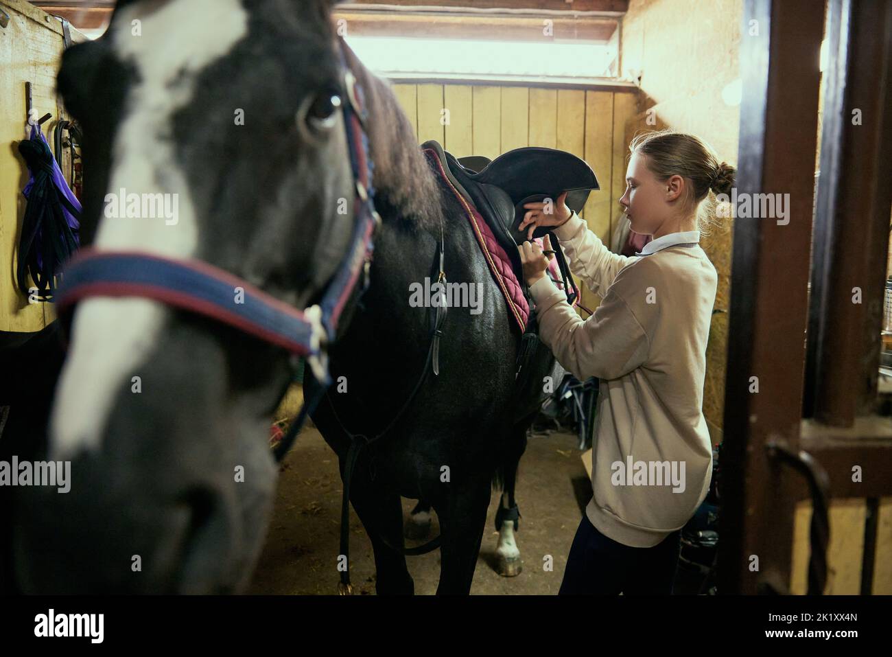 Live portrait of young girl, teen, beginner rider preparing black horse ...