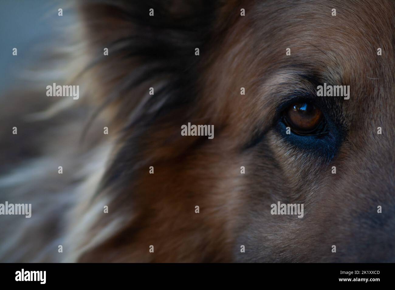 Eyes animals hi-res stock photography and images - Alamy
