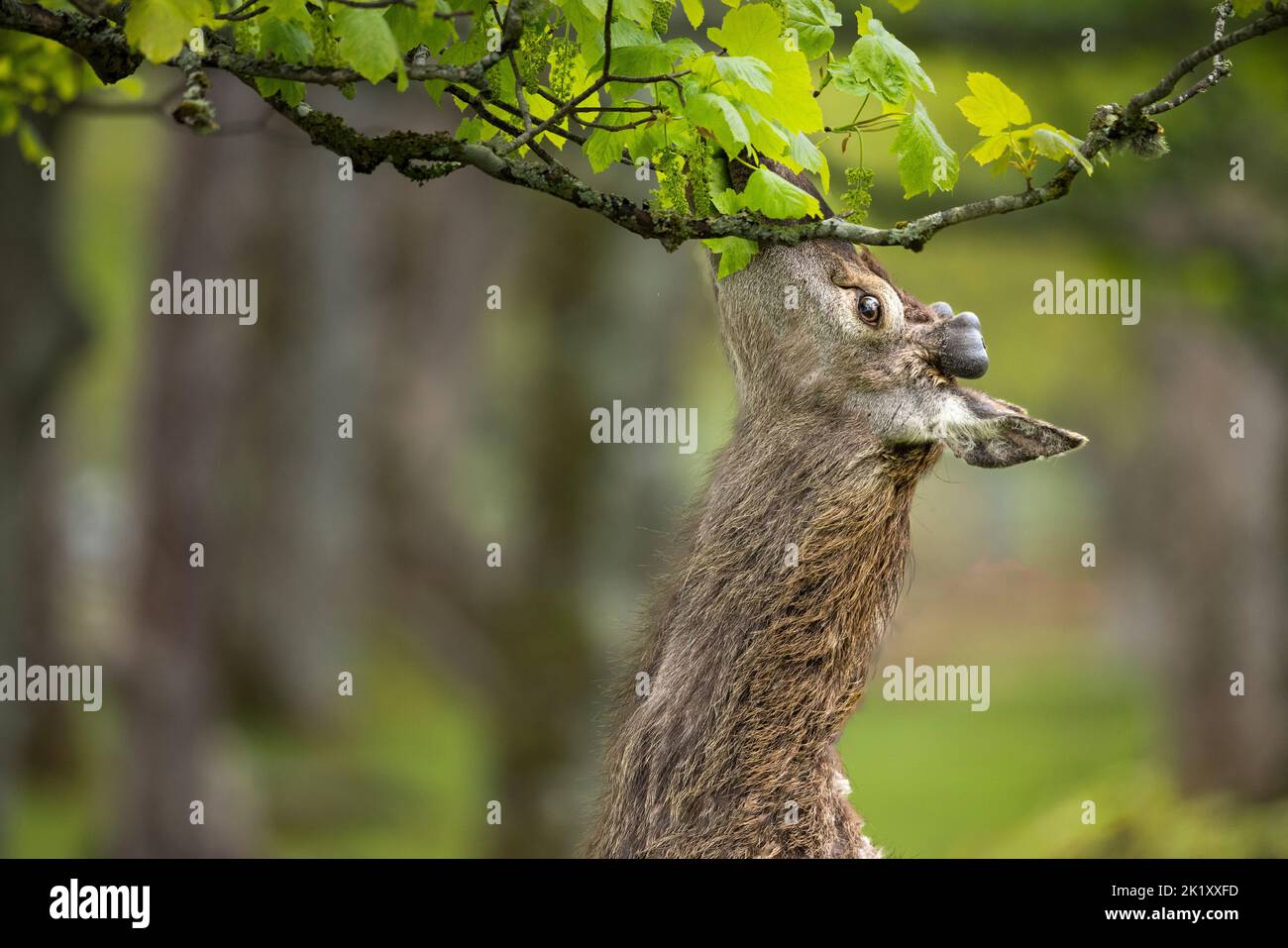 Stretching deer hi-res stock photography and images - Alamy