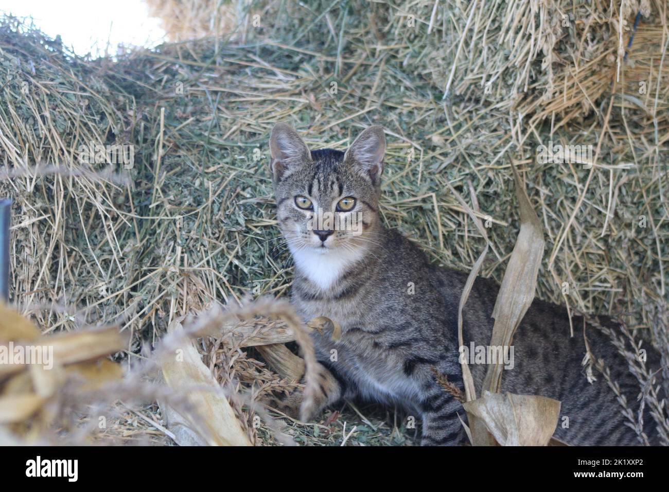 A cat staring at the camera captured in a straw pile Stock Photo - Alamy