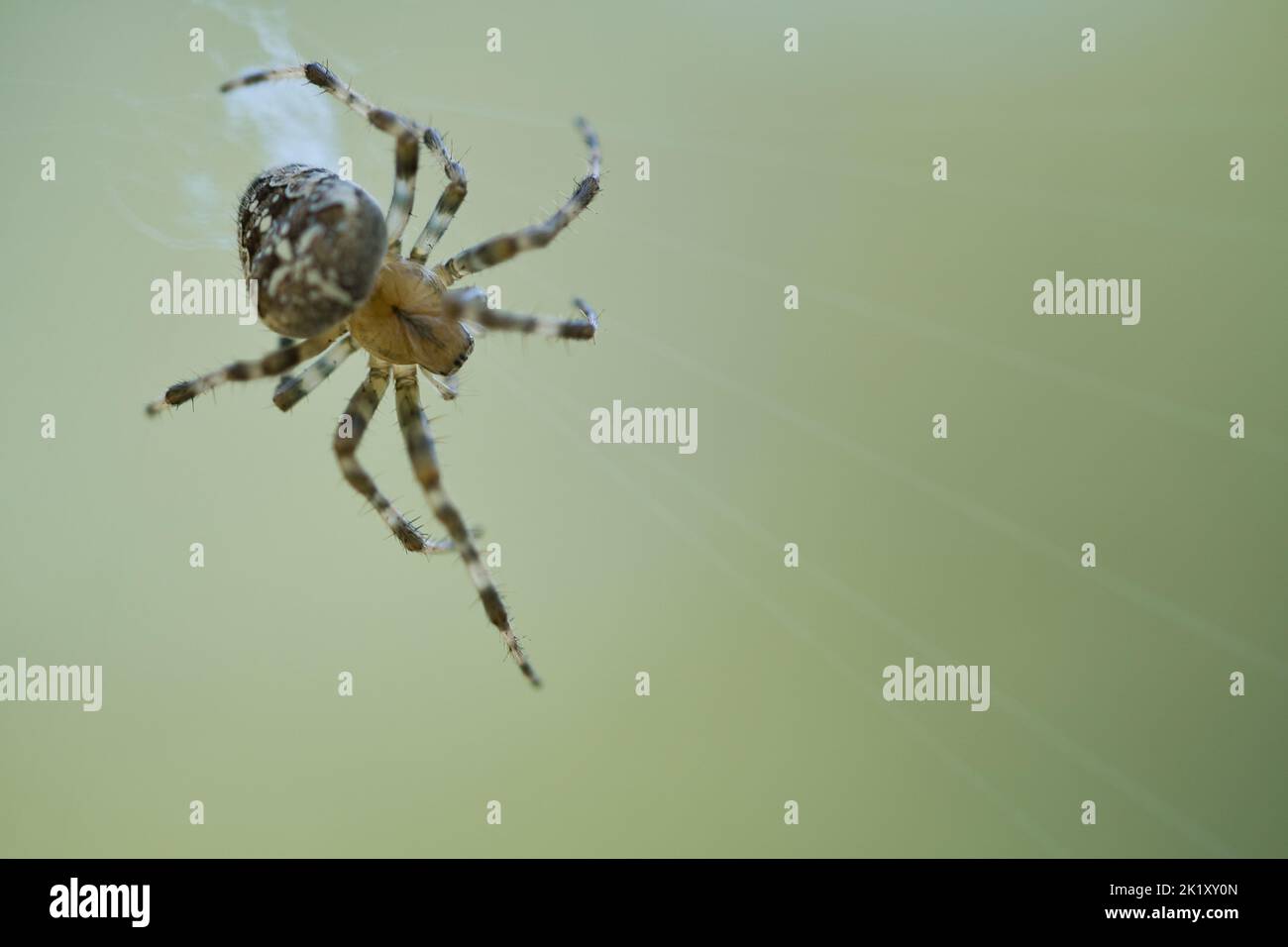Cross spider shot crawling on a spider thread. Halloween fright ...