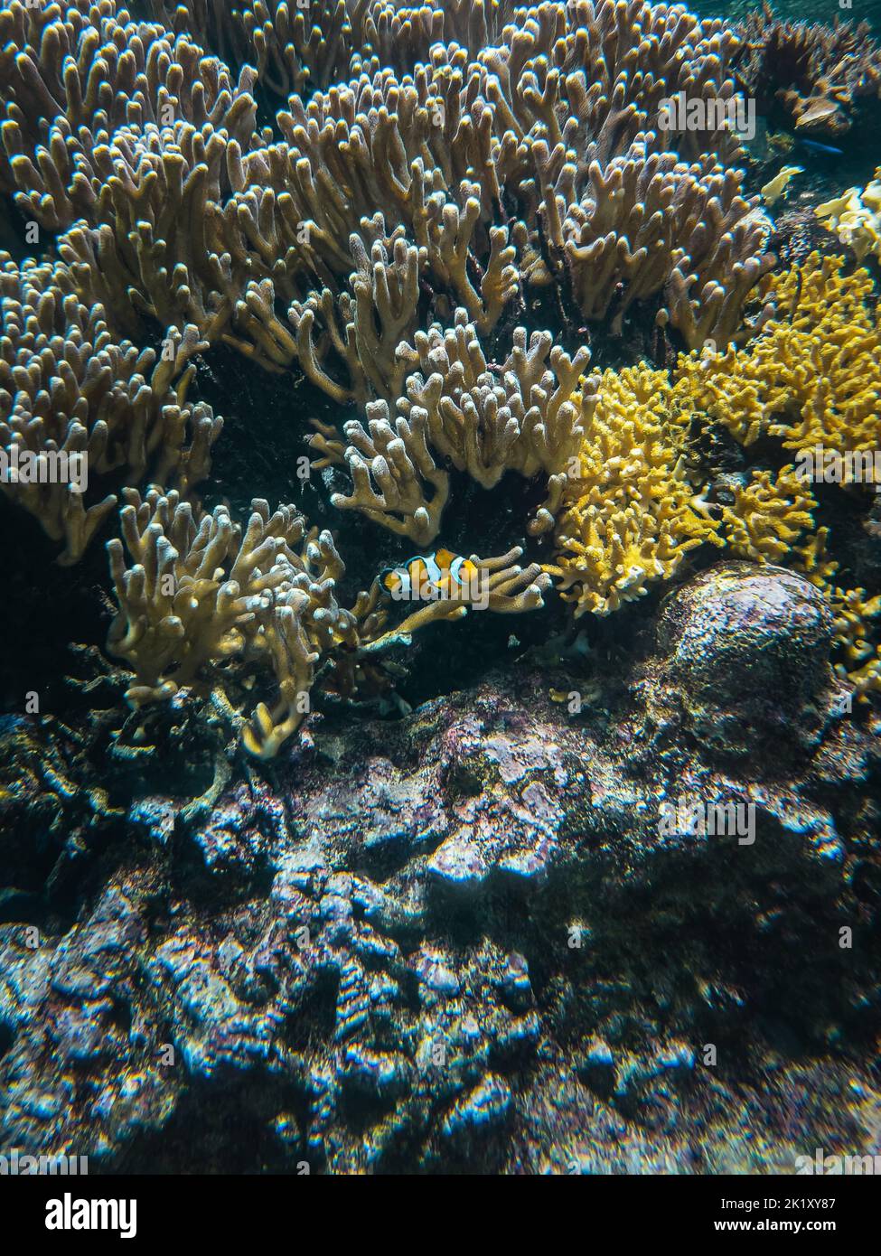 A vertical shot of a clownfish swimming underwater on background of ...