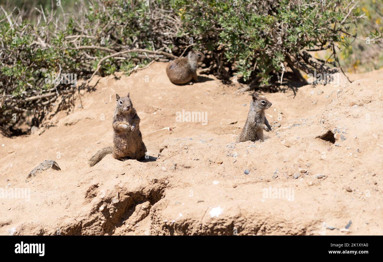 Wild ground squirrels rodents marmotini animals in natural habitat ...